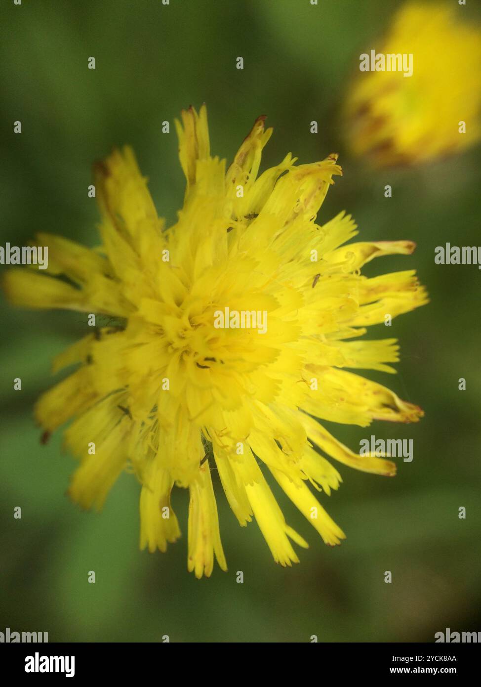 mouse-eared hawkweed (Pilosella officinarum) Plantae Stock Photo - Alamy