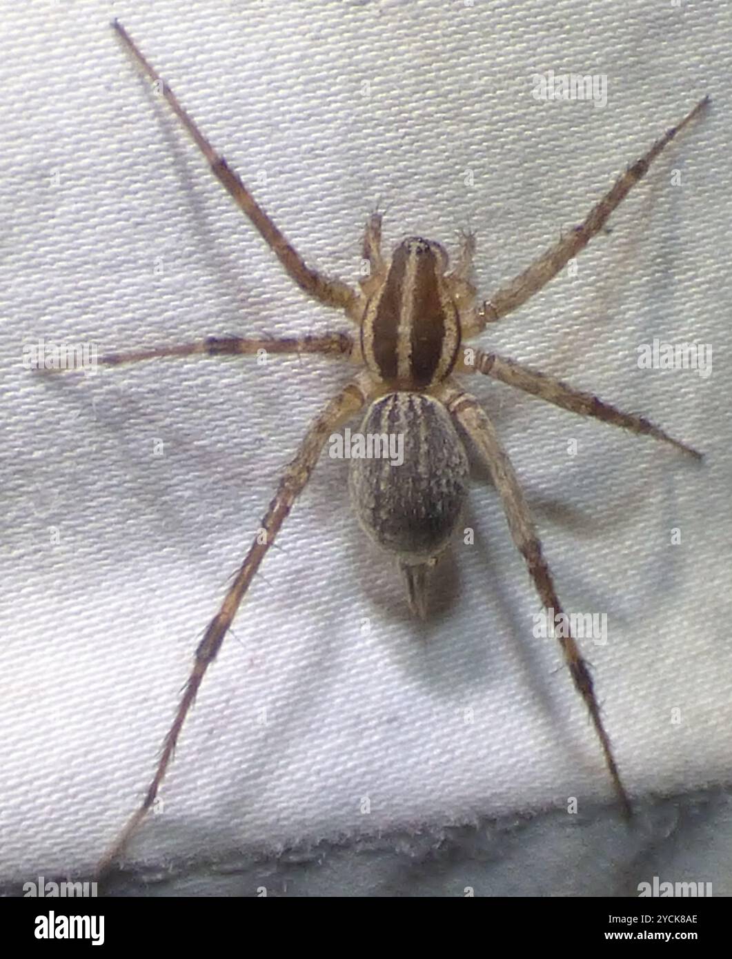 Grass Spiders (Agelenopsis) Arachnida Stock Photo - Alamy