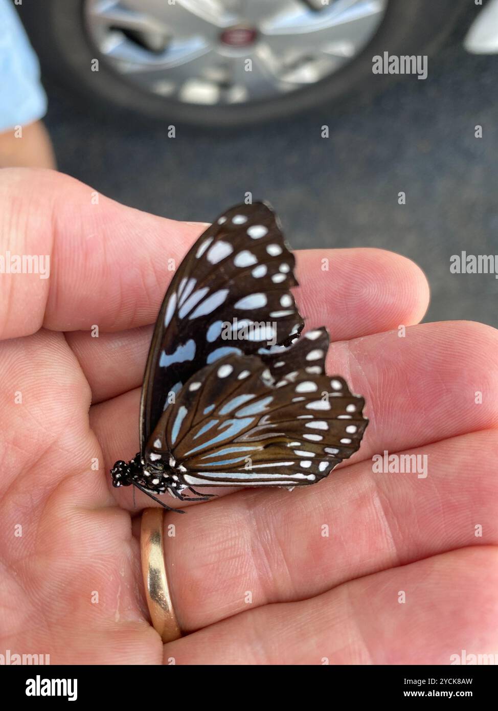 Blue Wanderer (Tirumala hamata) Insecta Stock Photo - Alamy