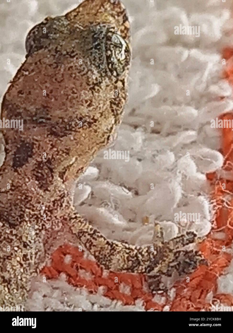 Tropical House Gecko (Hemidactylus mabouia) Reptilia Stock Photo - Alamy