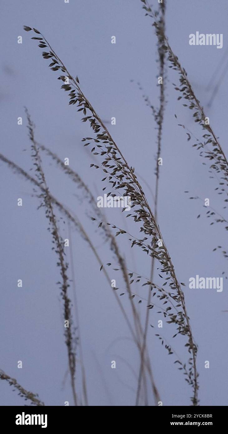 Pine Dropseed (Muhlenbergia tricholepis) Plantae Stock Photo - Alamy