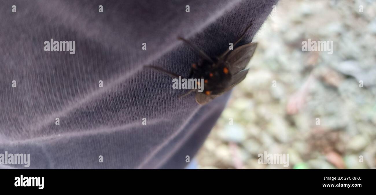 Tiger Moths and Allies (Arctiinae) Insecta Stock Photo - Alamy