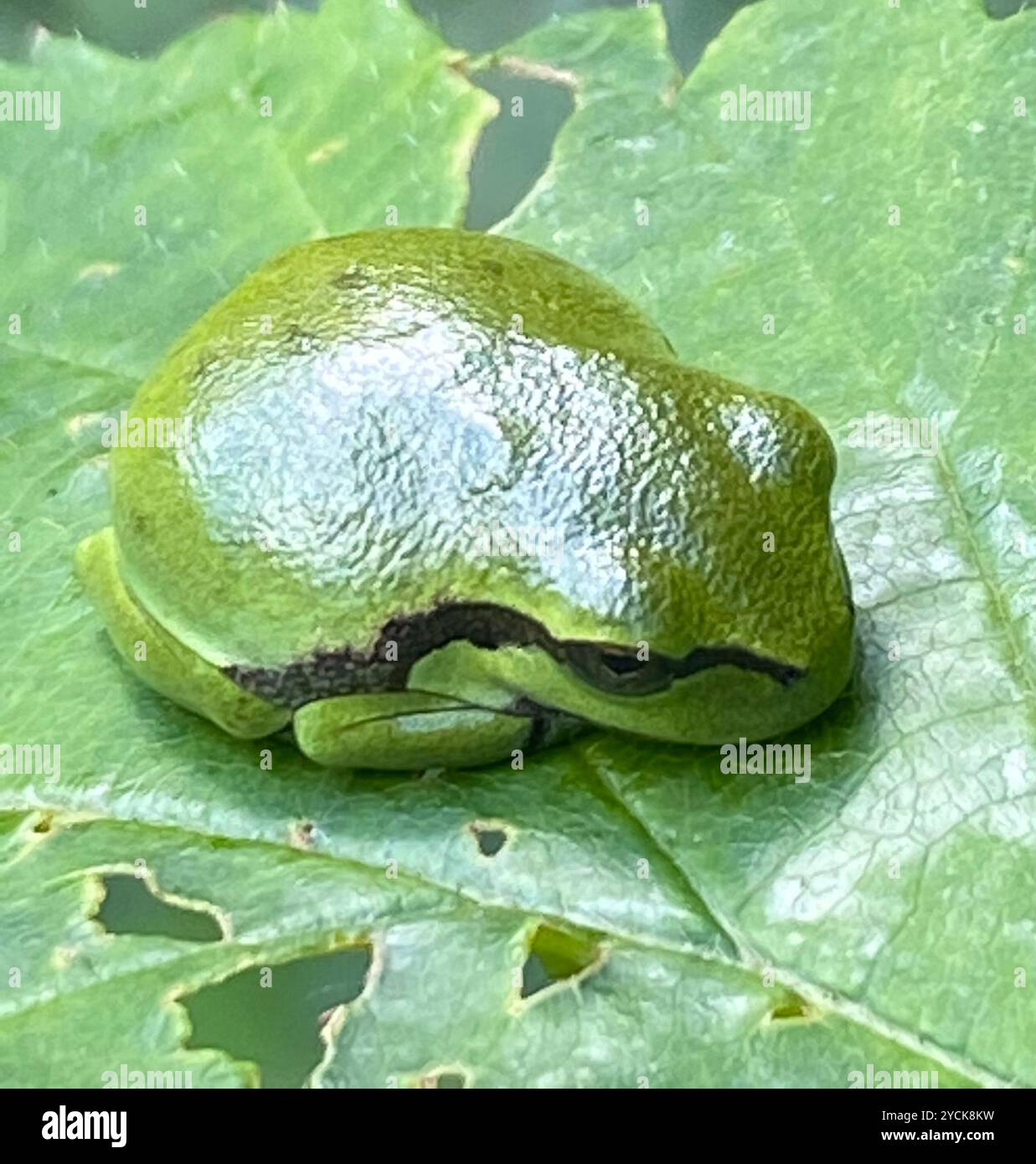 European Tree Frog (Hyla arborea) Amphibia Stock Photo - Alamy