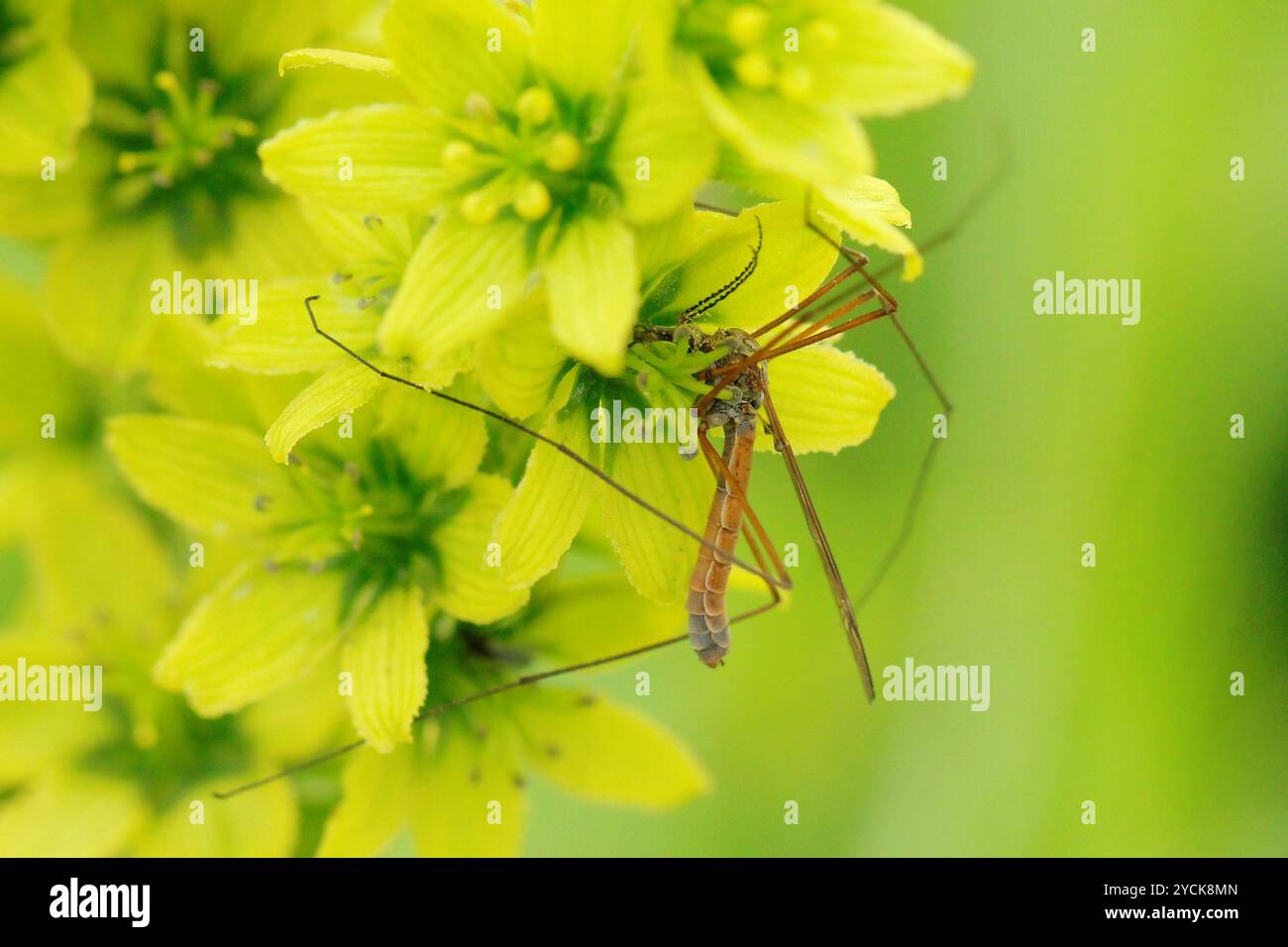 Large Crane Flies (Tipulidae) Insecta Stock Photo - Alamy