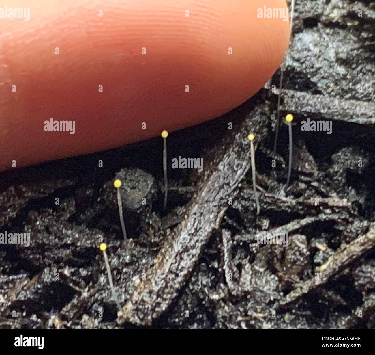 Phycomyces hi-res stock photography and images - Alamy