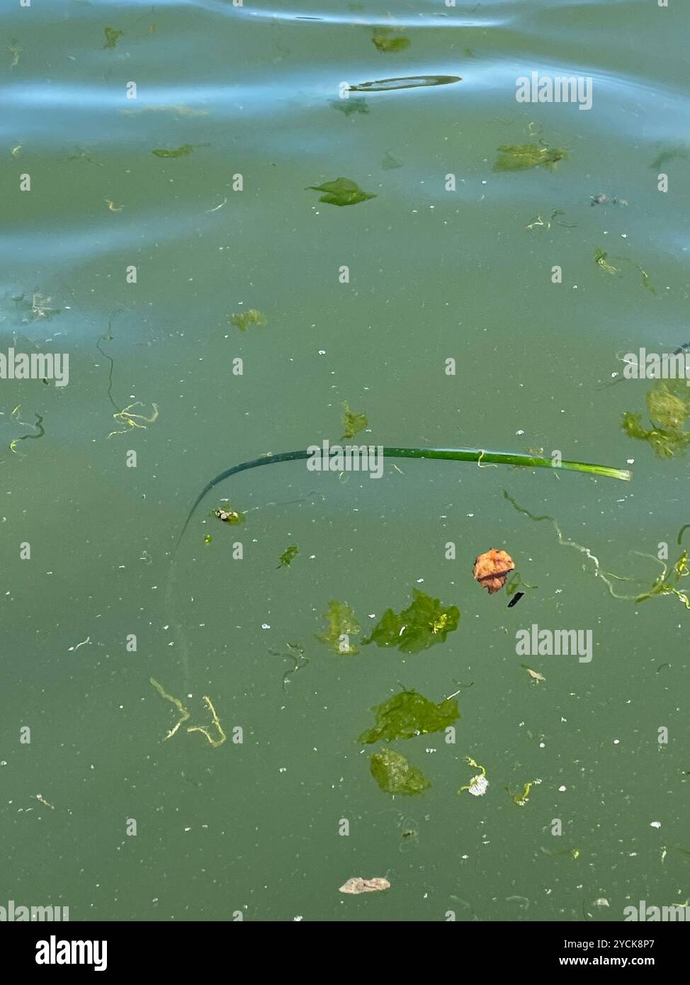 Seagrasses (Zosteraceae) Plantae Stock Photo - Alamy