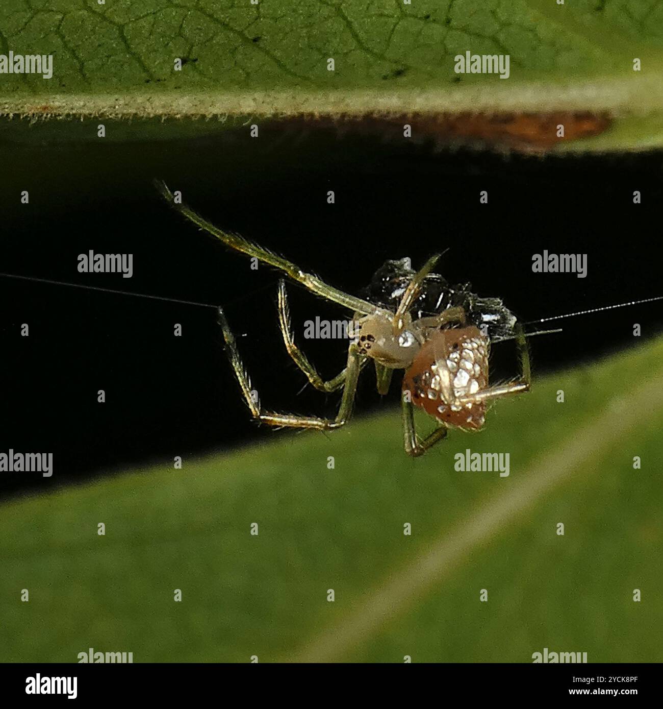 Mirror-ball Spiders (Thwaitesia) Arachnida Stock Photo - Alamy