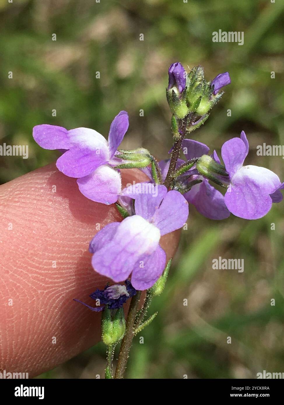 blue toadflax (Nuttallanthus canadensis) Plantae Stock Photo - Alamy