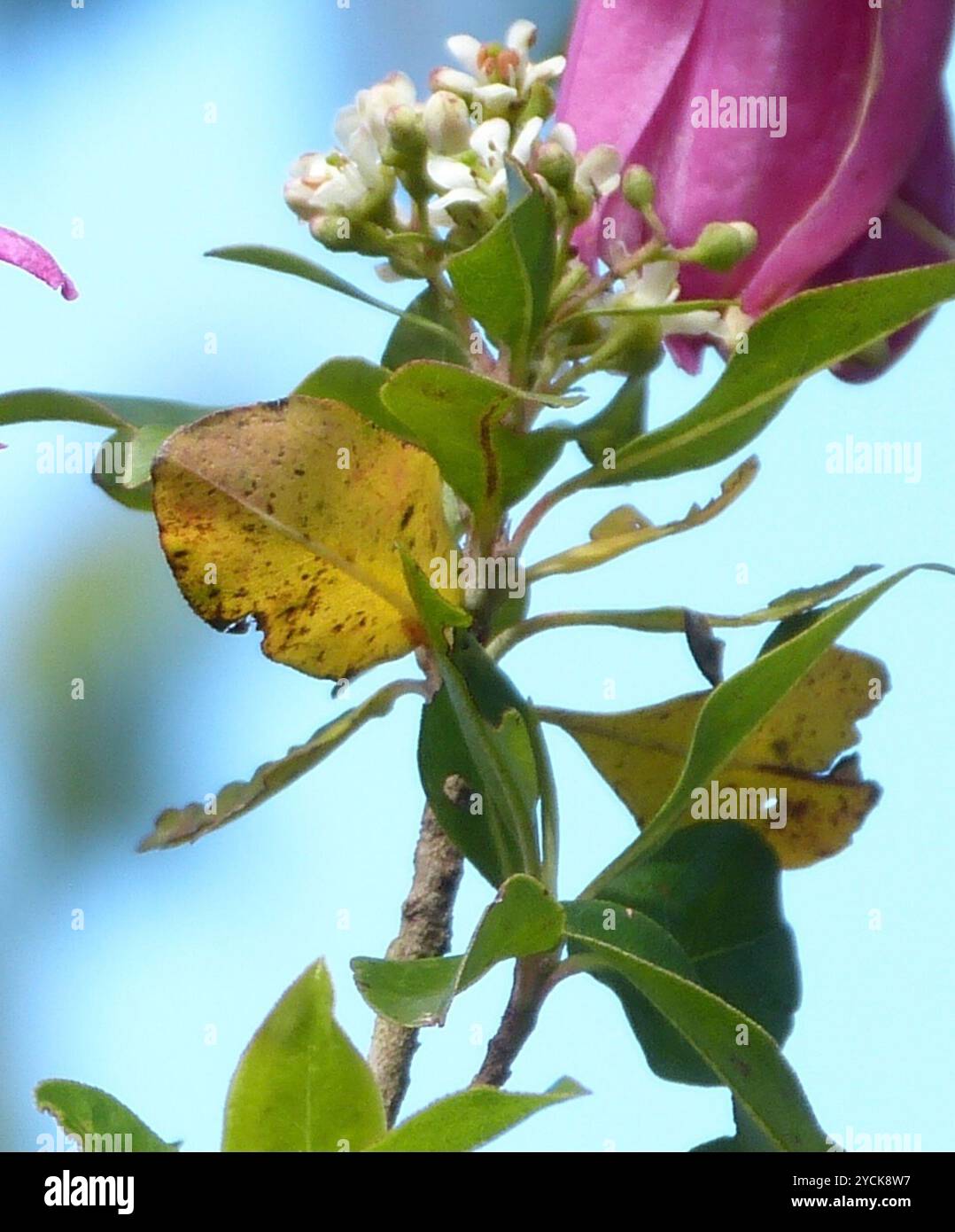 flowering plants (Angiospermae) Plantae Stock Photo - Alamy