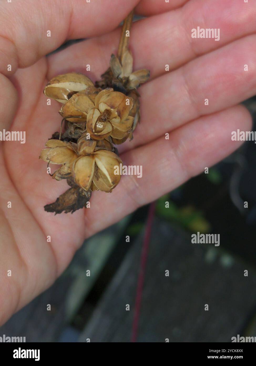 white turtlehead (Chelone glabra) Plantae Stock Photo - Alamy