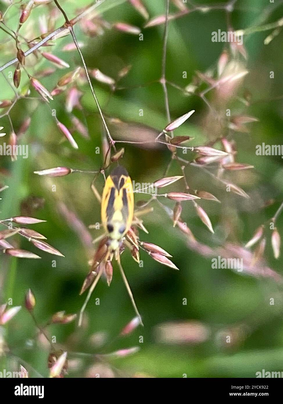 Two-spotted Grass Bug (Stenotus binotatus) Insecta Stock Photo - Alamy