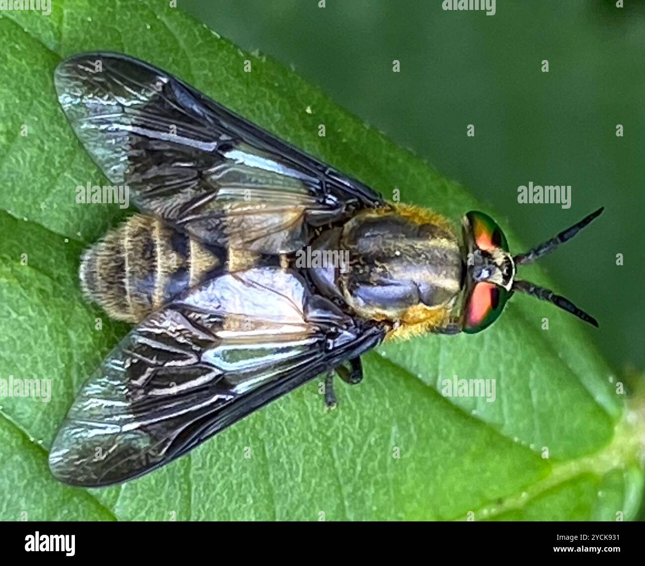 Twin-lobed Deer Fly (Chrysops relictus) Insecta Stock Photo - Alamy