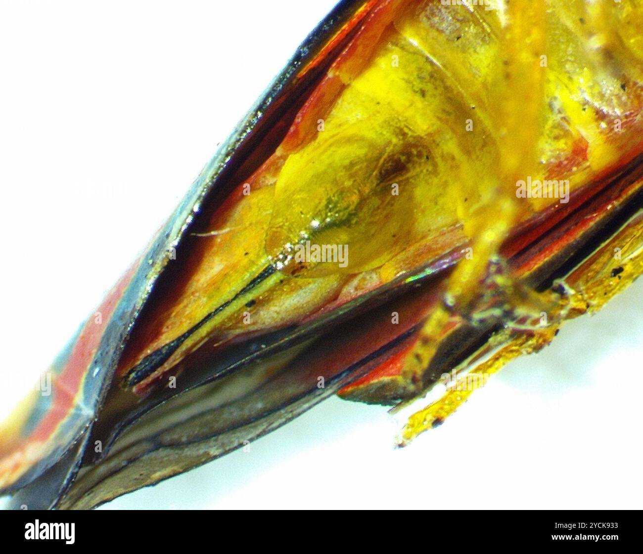 Red-banded Leafhopper (Graphocephala coccinea) Insecta Stock Photo - Alamy