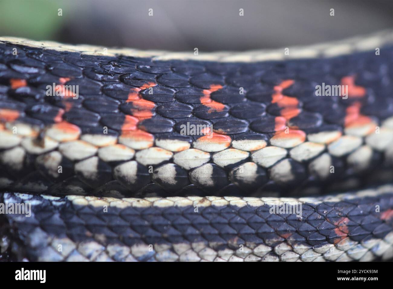 Puget Sound Garter Snake (Thamnophis sirtalis pickeringii) Reptilia ...