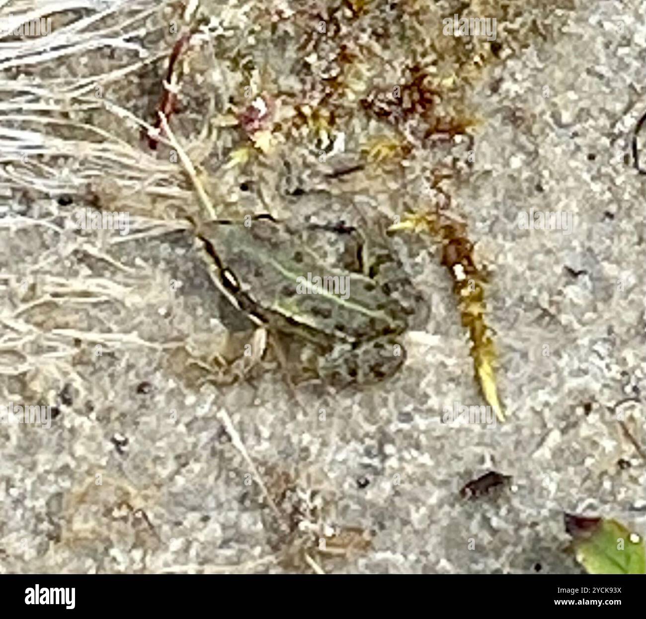 Water Frogs (Pelophylax) Amphibia Stock Photo - Alamy