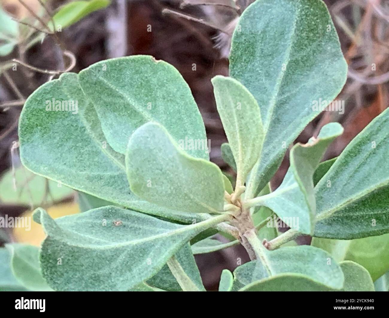 garberia (Garberia heterophylla) Plantae Stock Photo - Alamy