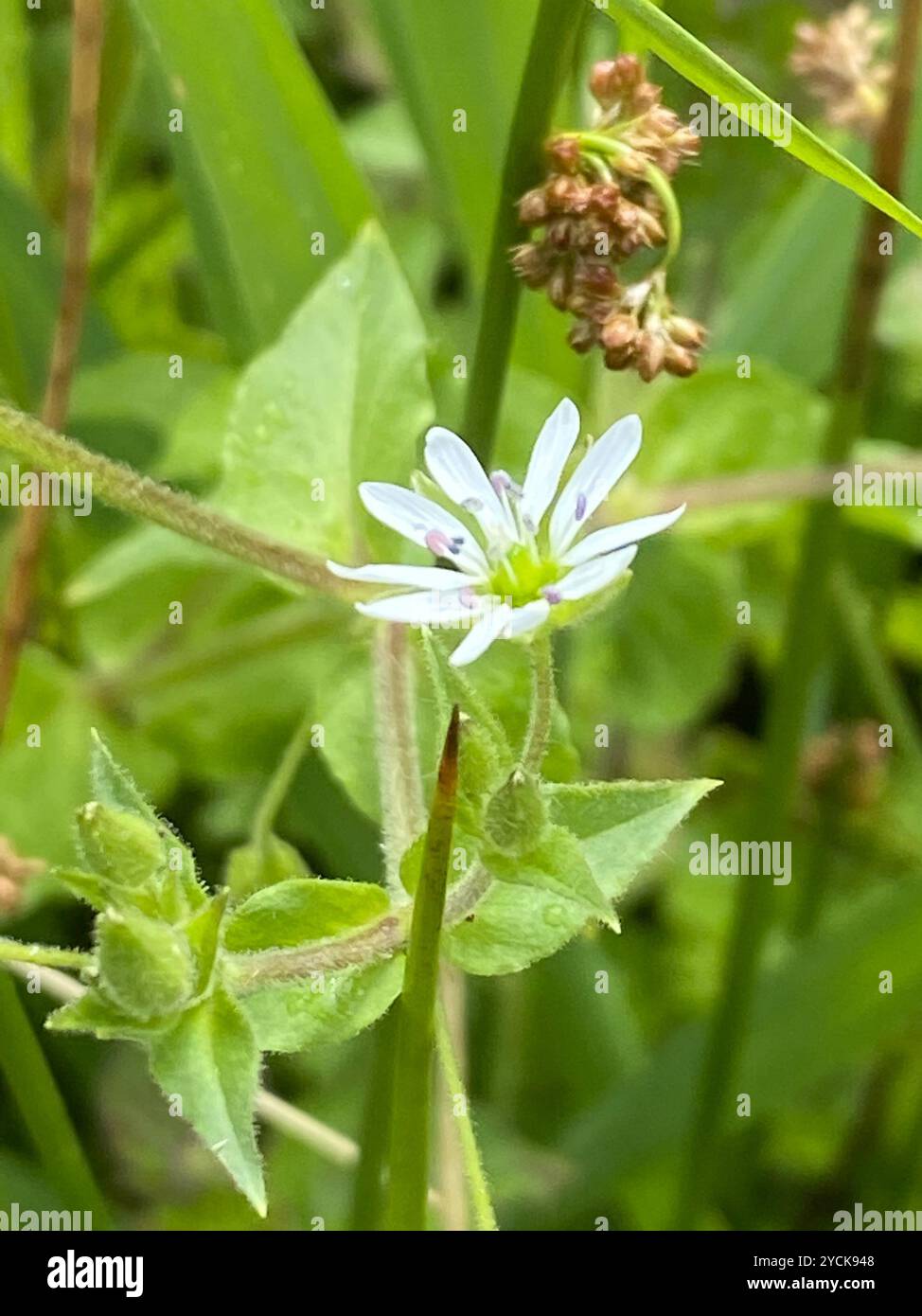 Water Chickweed (Stellaria aquatica) Plantae Stock Photo - Alamy