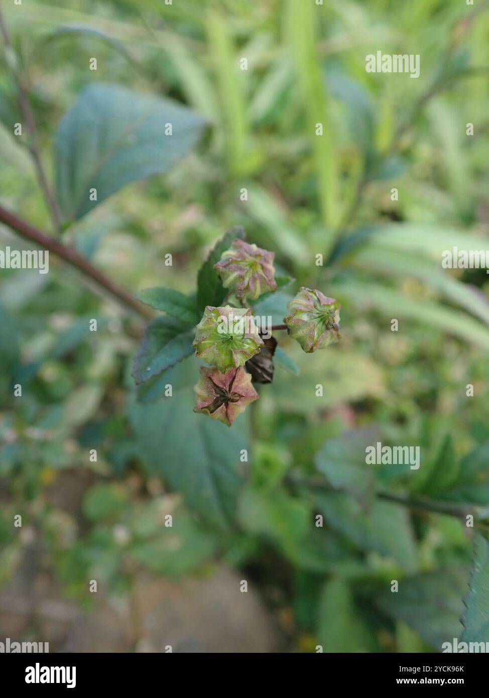 Cuban jute (Sida rhombifolia) Plantae Stock Photo - Alamy