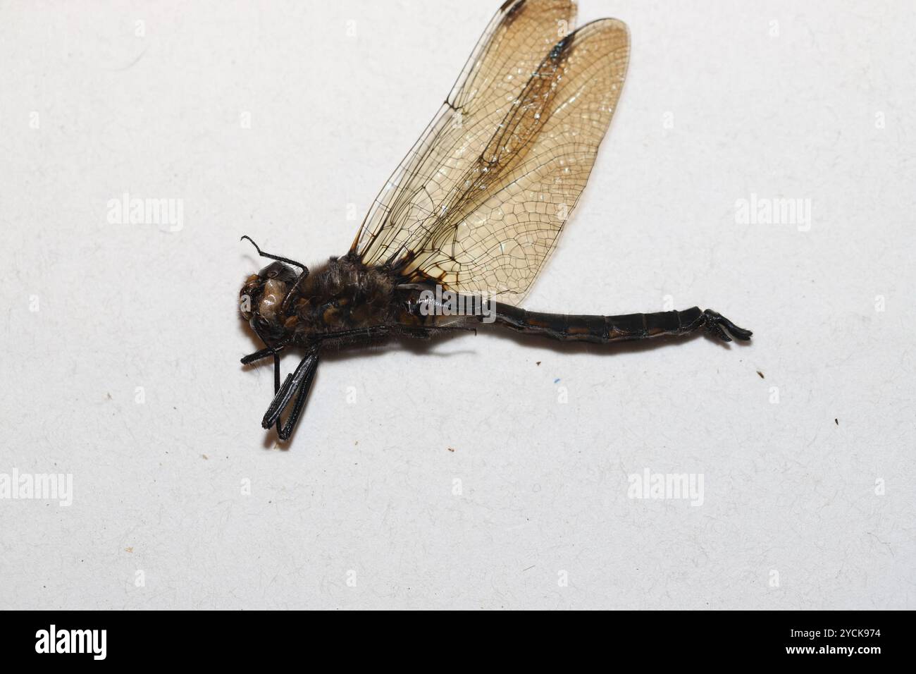 Spiny Baskettail (Epitheca spinigera) Insecta Stock Photo - Alamy