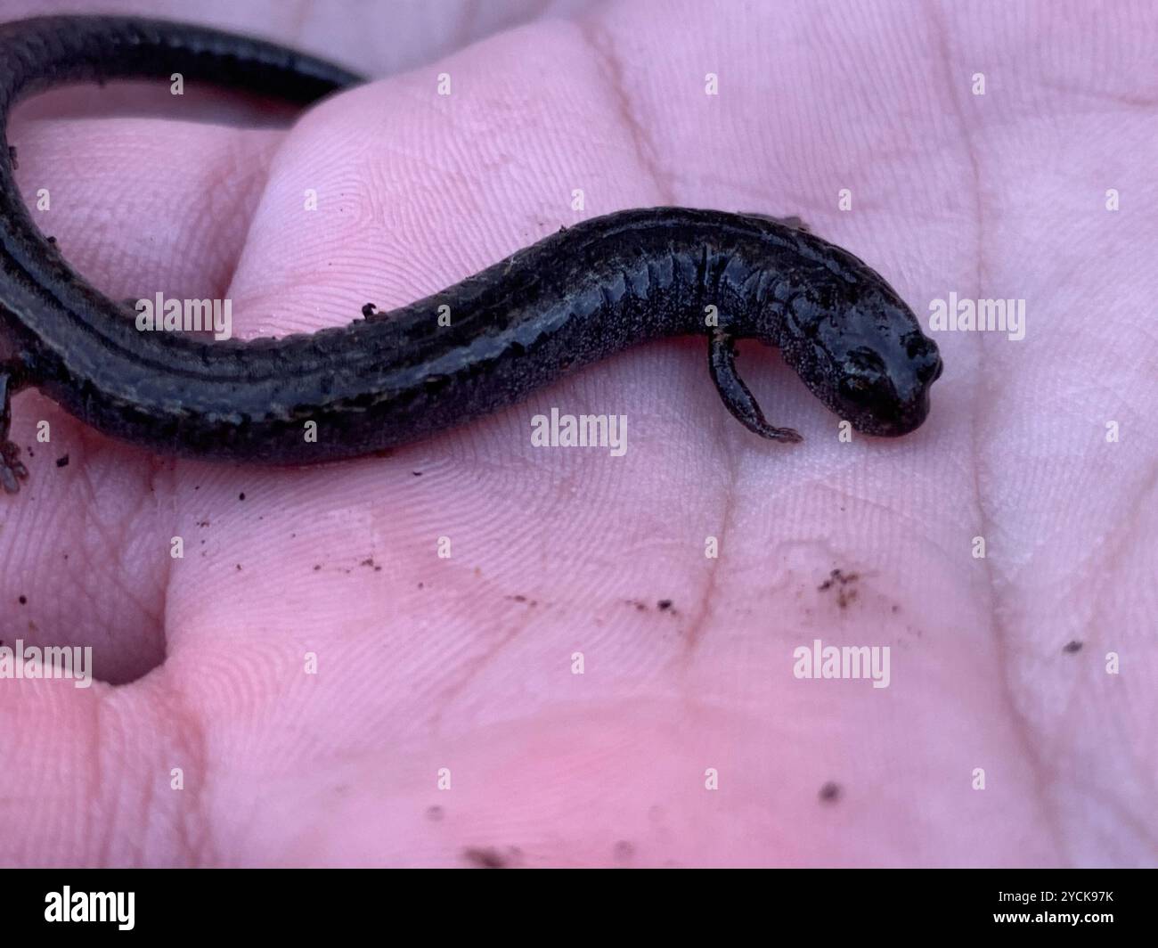 California Slender Salamander (Batrachoseps attenuatus) Amphibia Stock ...