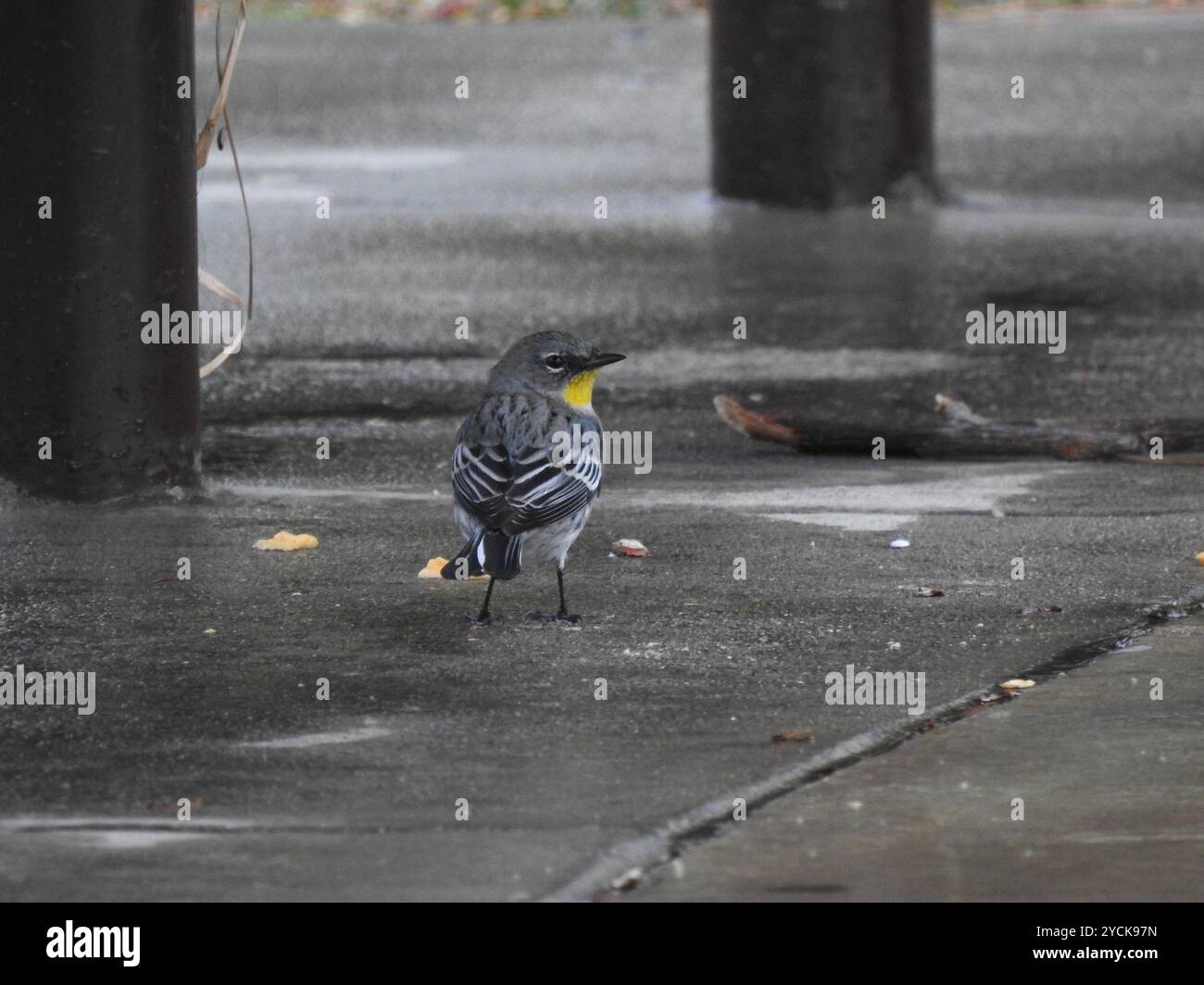 Audubon's Warbler (Setophaga coronata auduboni) Aves Stock Photo - Alamy