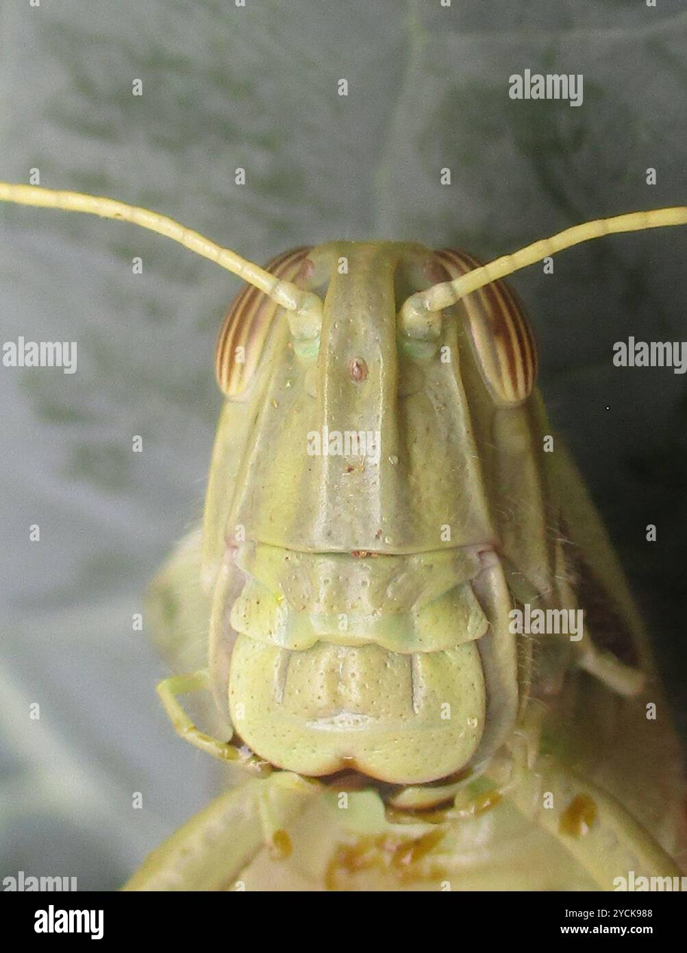 Green tree locust (Cyrtacanthacris aeruginosa) Insecta Stock Photo - Alamy