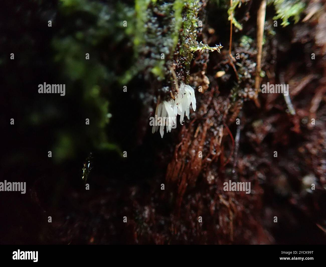 icicle spine (Mucronella pendula) Fungi Stock Photo - Alamy