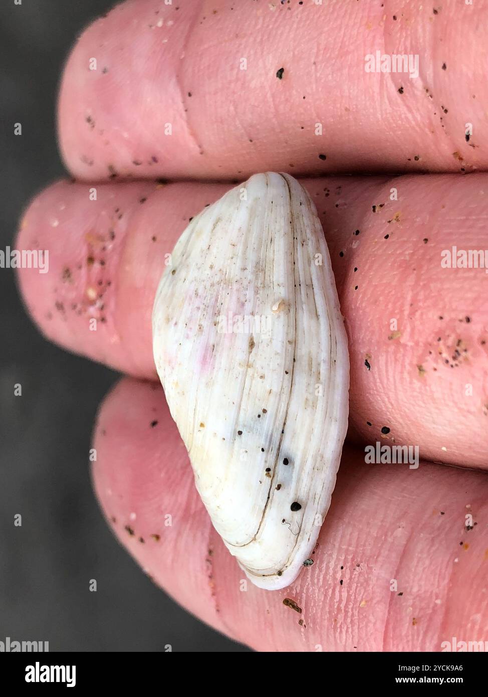Hearty Petricola (Petricola carditoides) Mollusca Stock Photo - Alamy