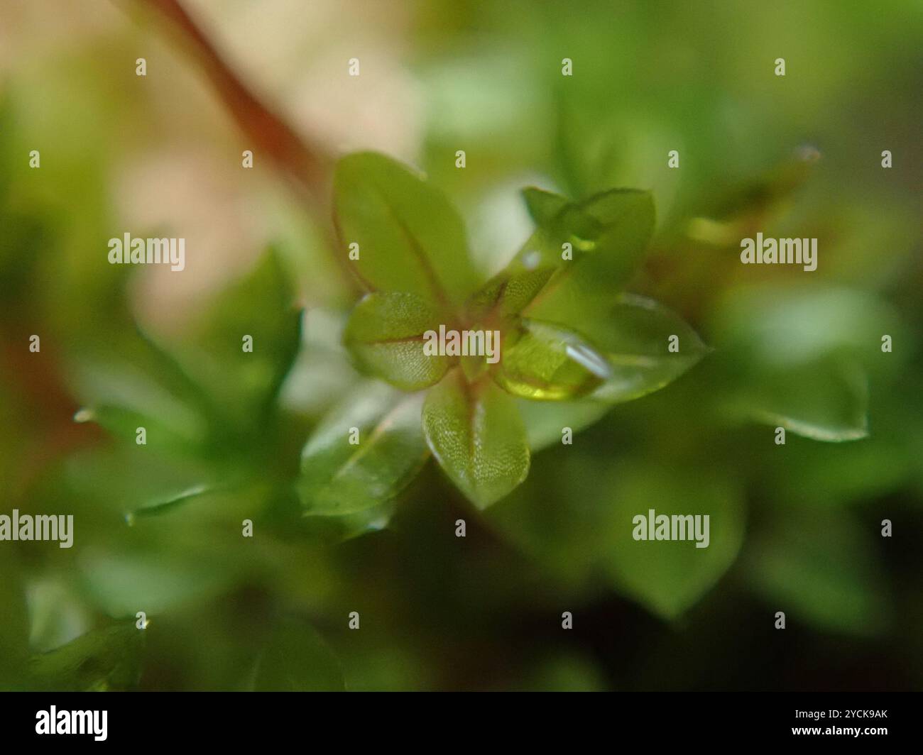 Long-leaved Thread Moss (Ptychostomum pseudotriquetrum) Plantae Stock ...