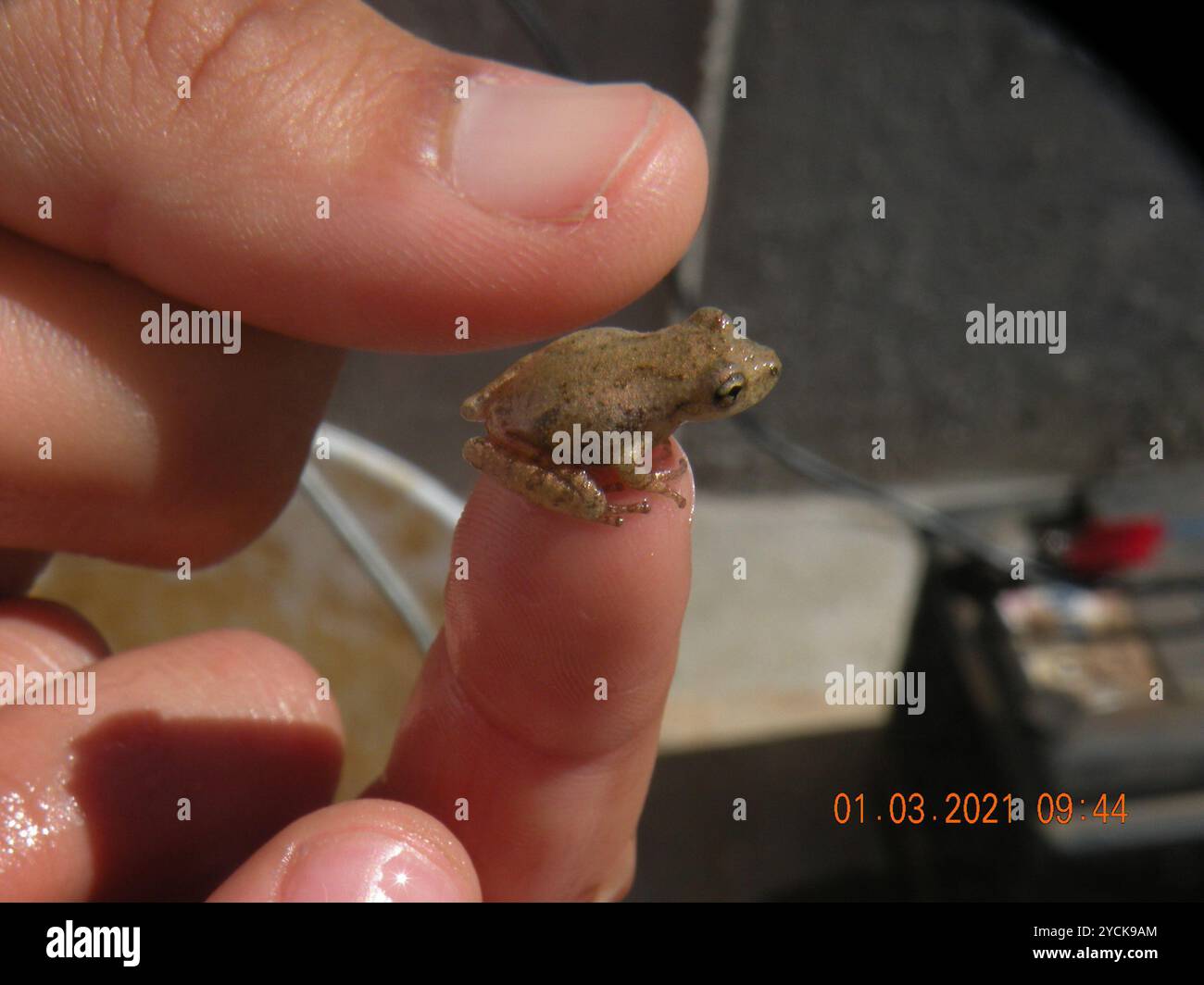 Argentine Snouted Tree Frog (Scinax granulatus) Amphibia Stock Photo ...