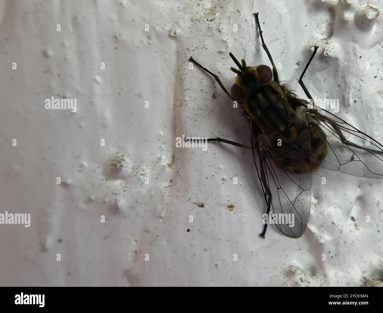 Stable Fly (Stomoxys calcitrans) Insecta Stock Photo - Alamy