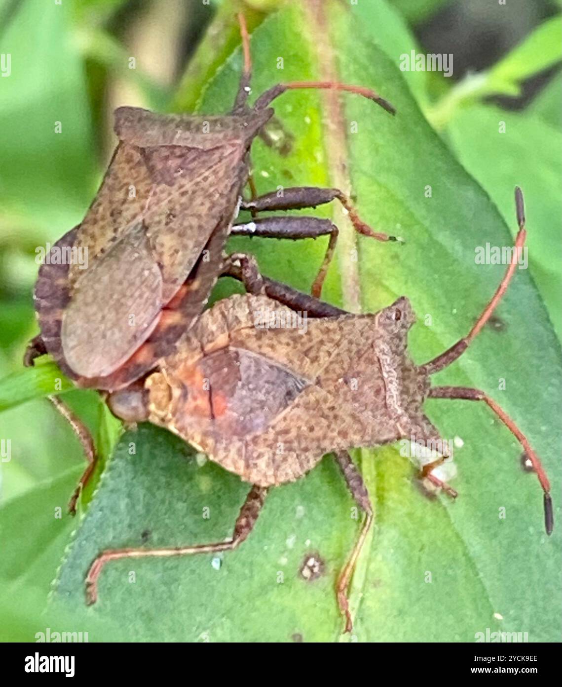 Dock Bug (Coreus marginatus) Insecta Stock Photo - Alamy
