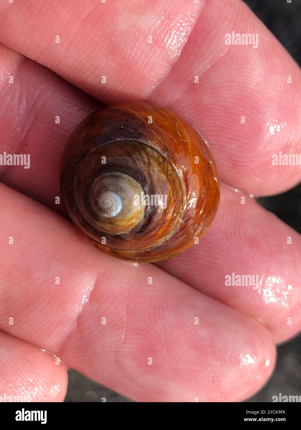 Brown Tegula (Tegula brunnea) Mollusca Stock Photo - Alamy