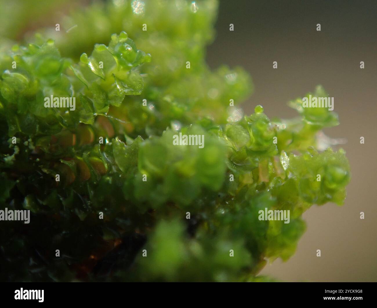 Tumid Notchwort (Lophozia ventricosa) Plantae Stock Photo - Alamy