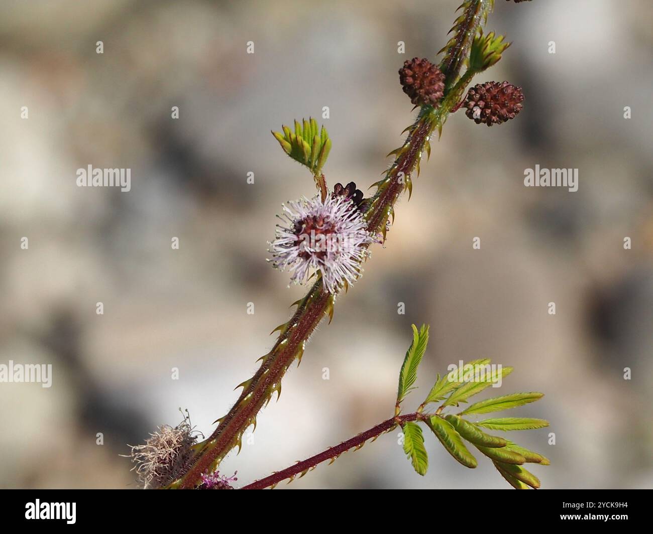 giant false sensitive plant (Mimosa diplotricha) Plantae Stock Photo ...