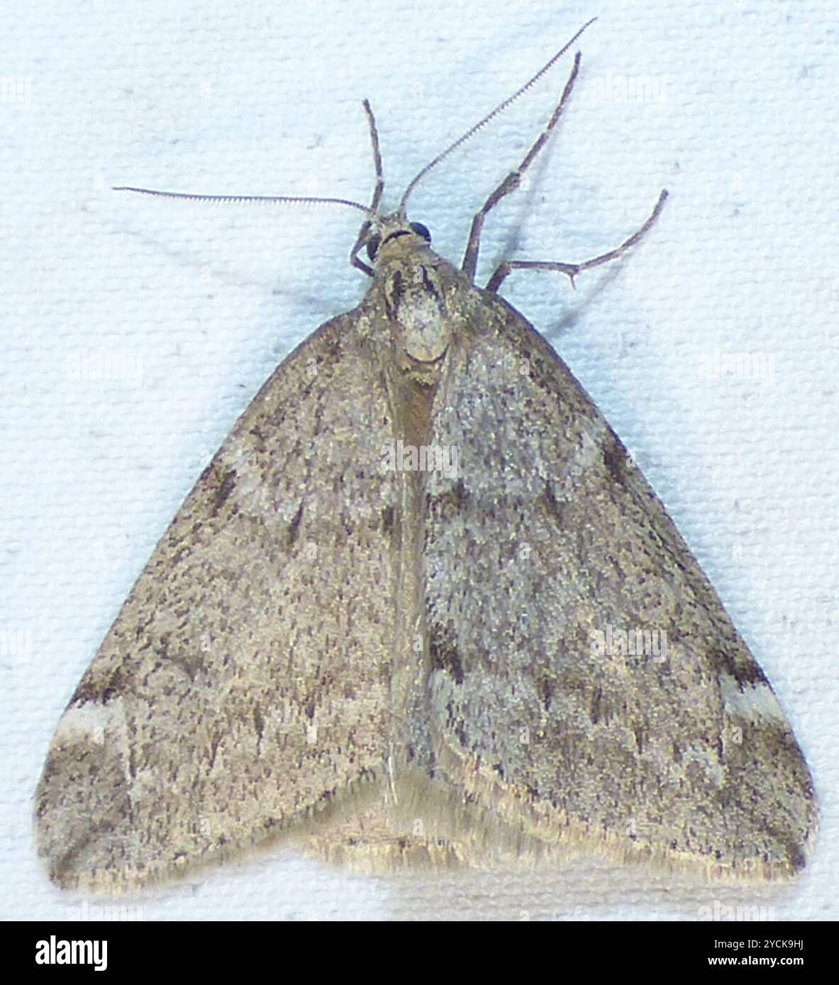 Fall Cankerworm Moth (Alsophila pometaria) Insecta Stock Photo - Alamy