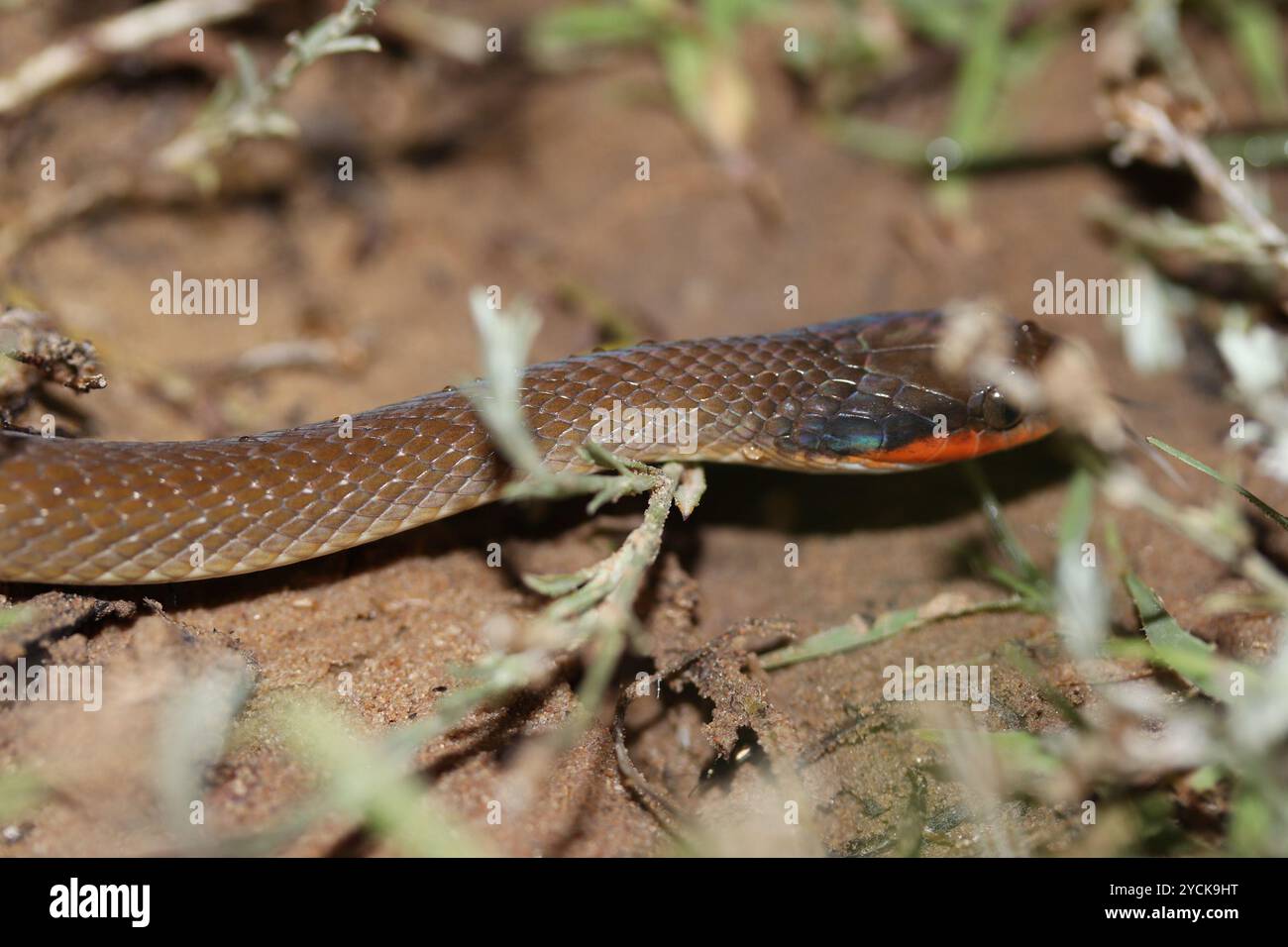 Red-lipped Snake (Crotaphopeltis hotamboeia) Reptilia Stock Photo - Alamy