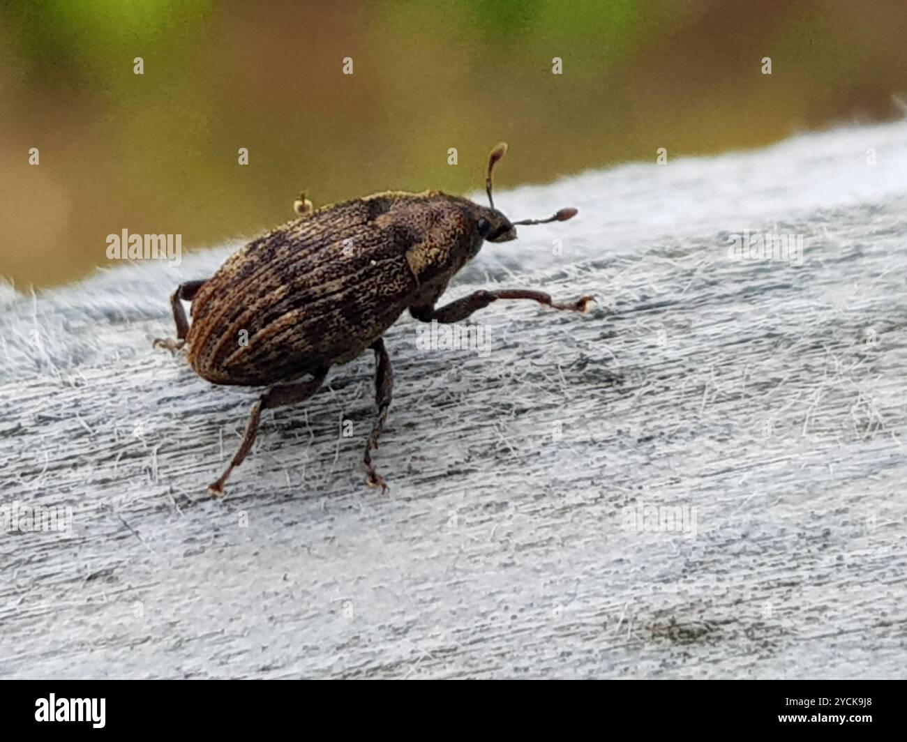 Pit Weevils (Psepholax) Insecta Stock Photo - Alamy