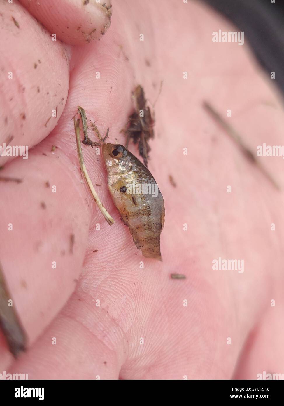 Sheepshead Minnow (Cyprinodon variegatus) Actinopterygii Stock Photo ...