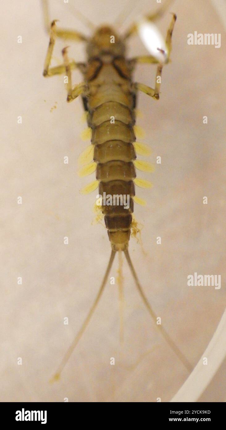Small Mayflies (Baetidae) Insecta Stock Photo - Alamy