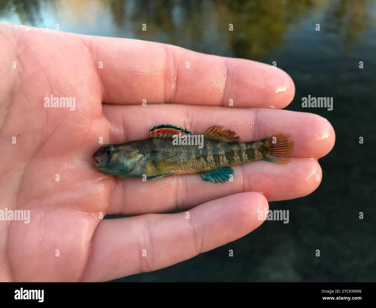Greenthroat Darter (Etheostoma lepidum) Actinopterygii Stock Photo - Alamy