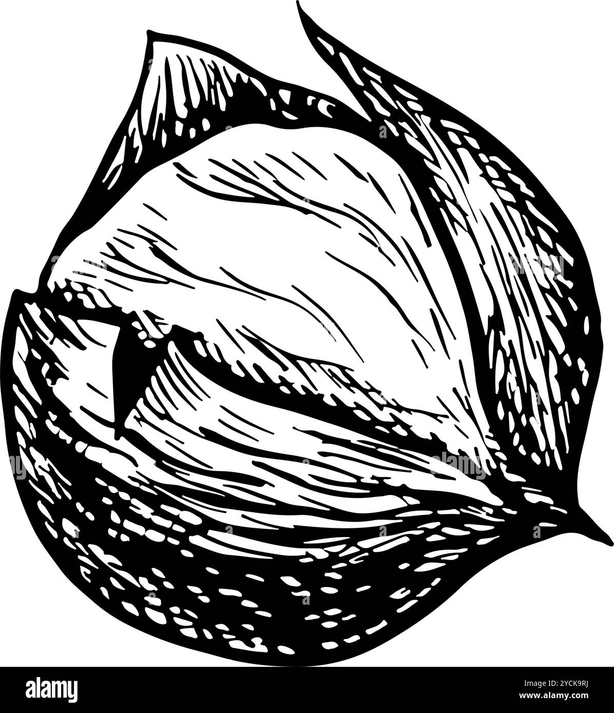 Roasted chestnut. Vector graphics depicting the fruit of a roasted ...