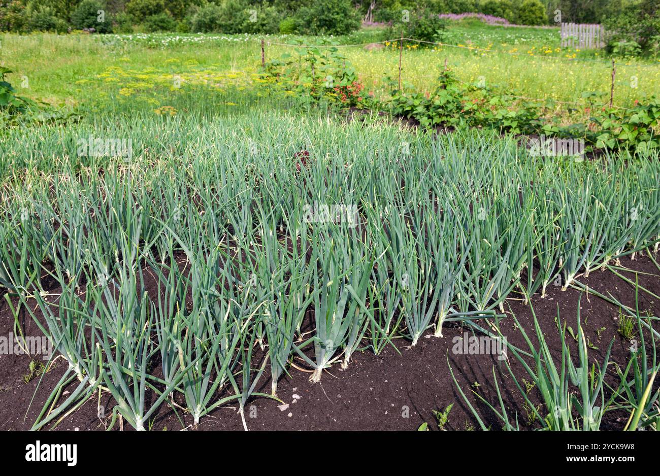 Onion plantation in farm hi-res stock photography and images - Alamy