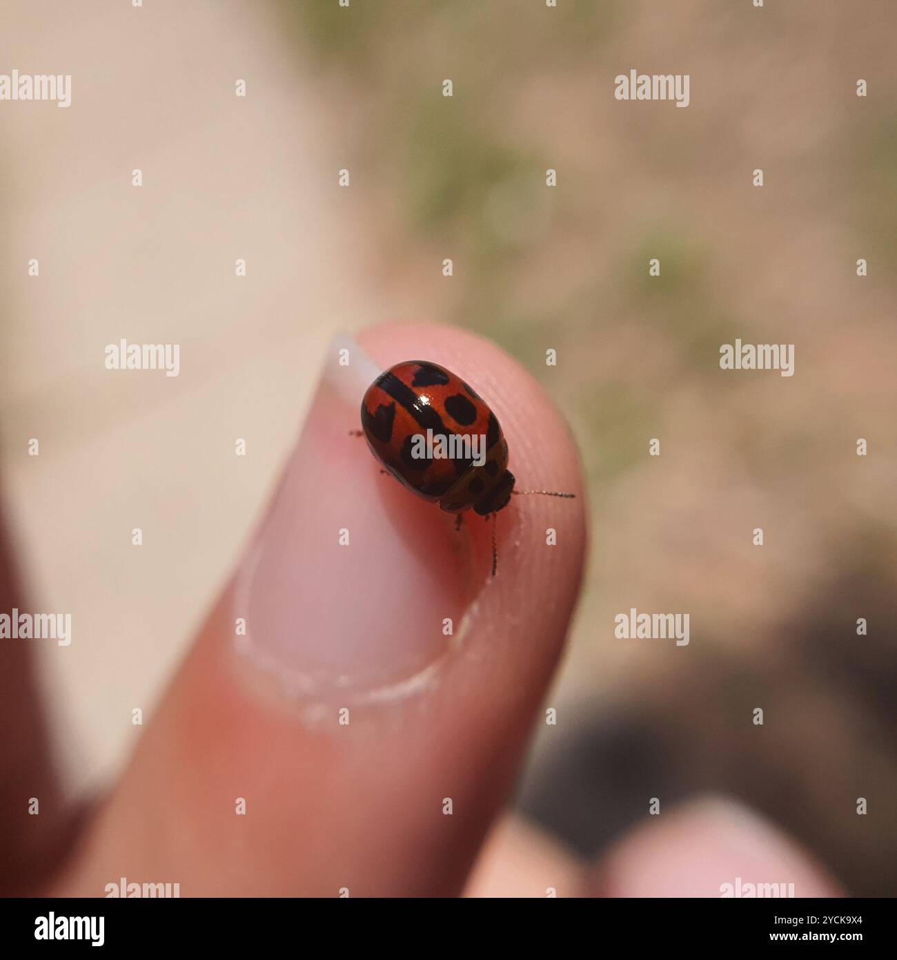 (Peltoschema oceanicum) Insecta Stock Photo - Alamy