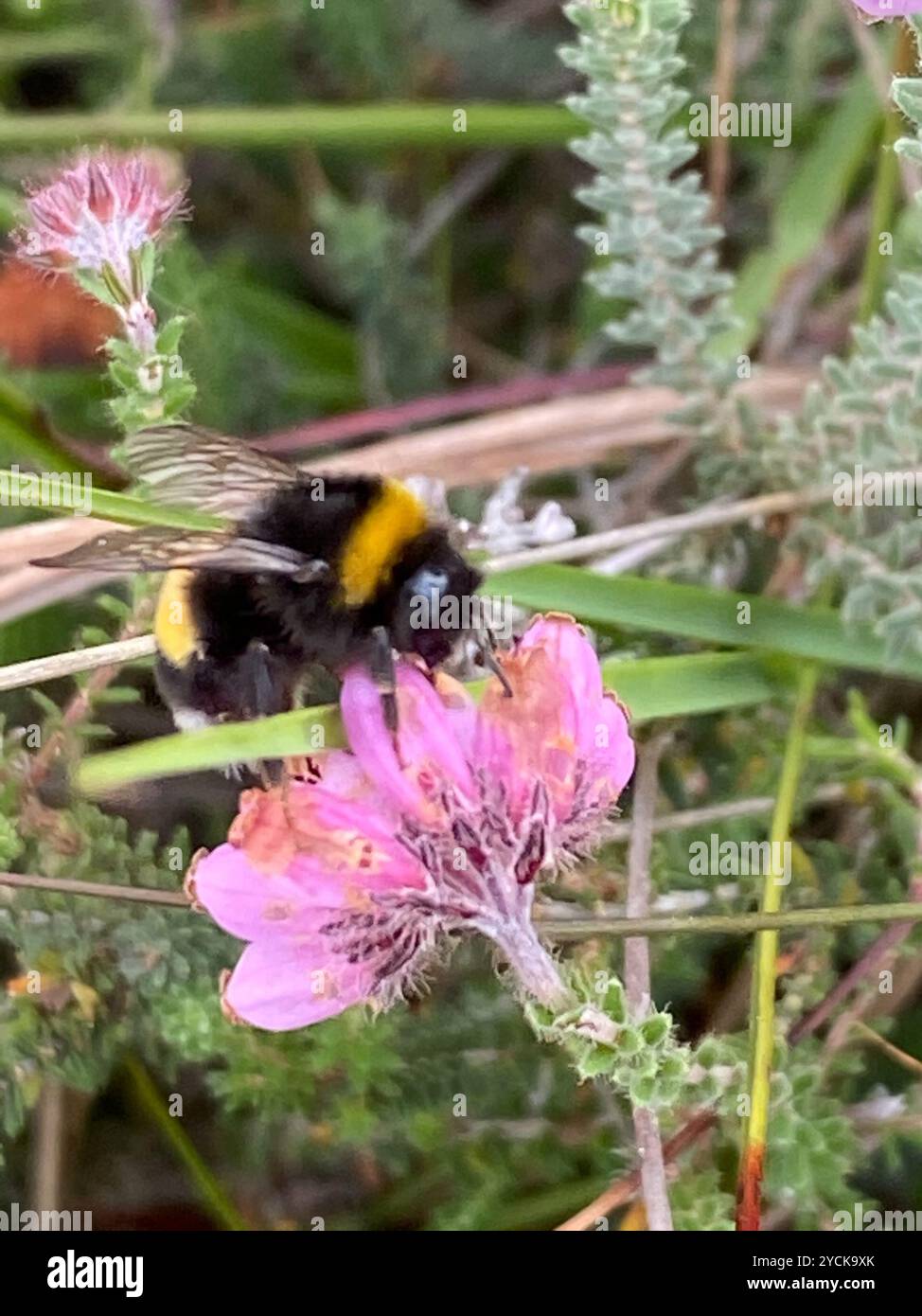 Buff-tailed Bumble Bee (Bombus terrestris) Insecta Stock Photo - Alamy
