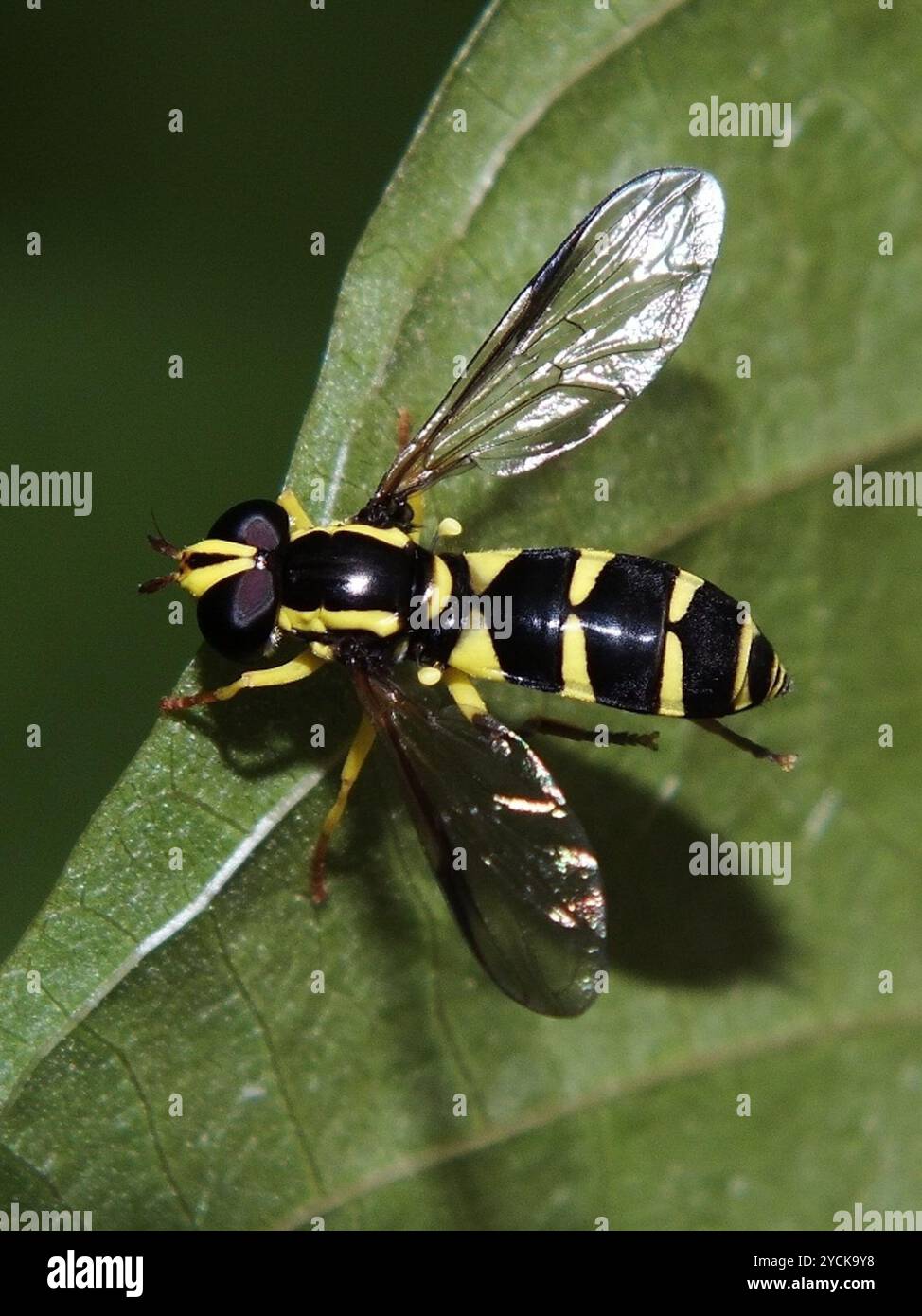 Harlequin Flies (Xanthogramma) Insecta Stock Photo - Alamy
