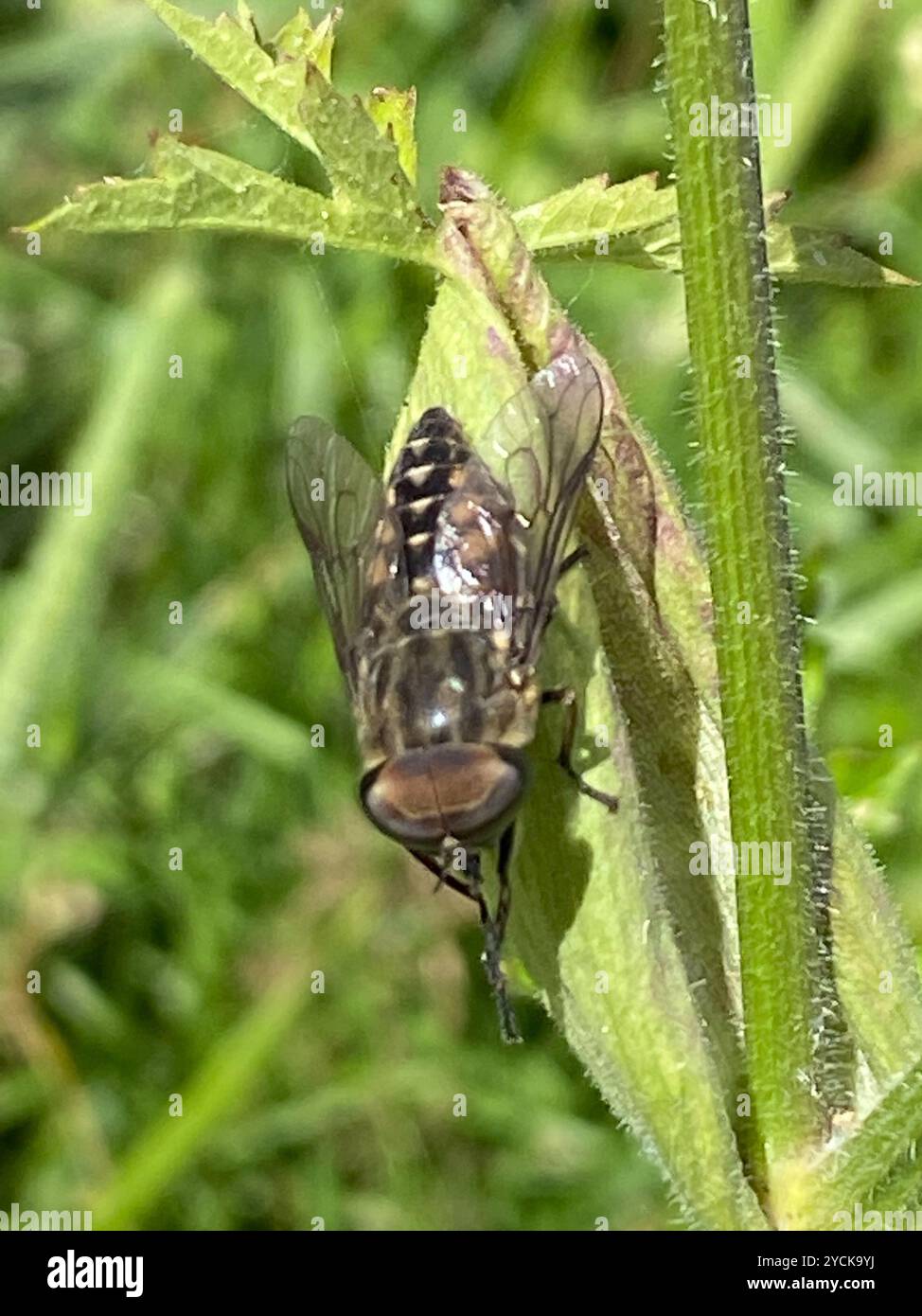 Large Marsh Horse Fly (Tabanus autumnalis) Insecta Stock Photo - Alamy