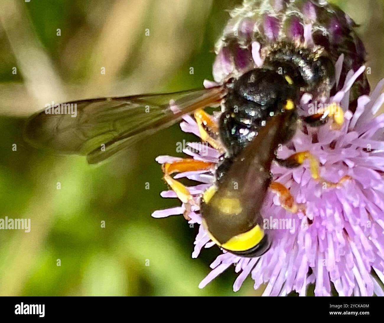 Typical Weevil Wasps and Allies (Cerceris) Insecta Stock Photo - Alamy