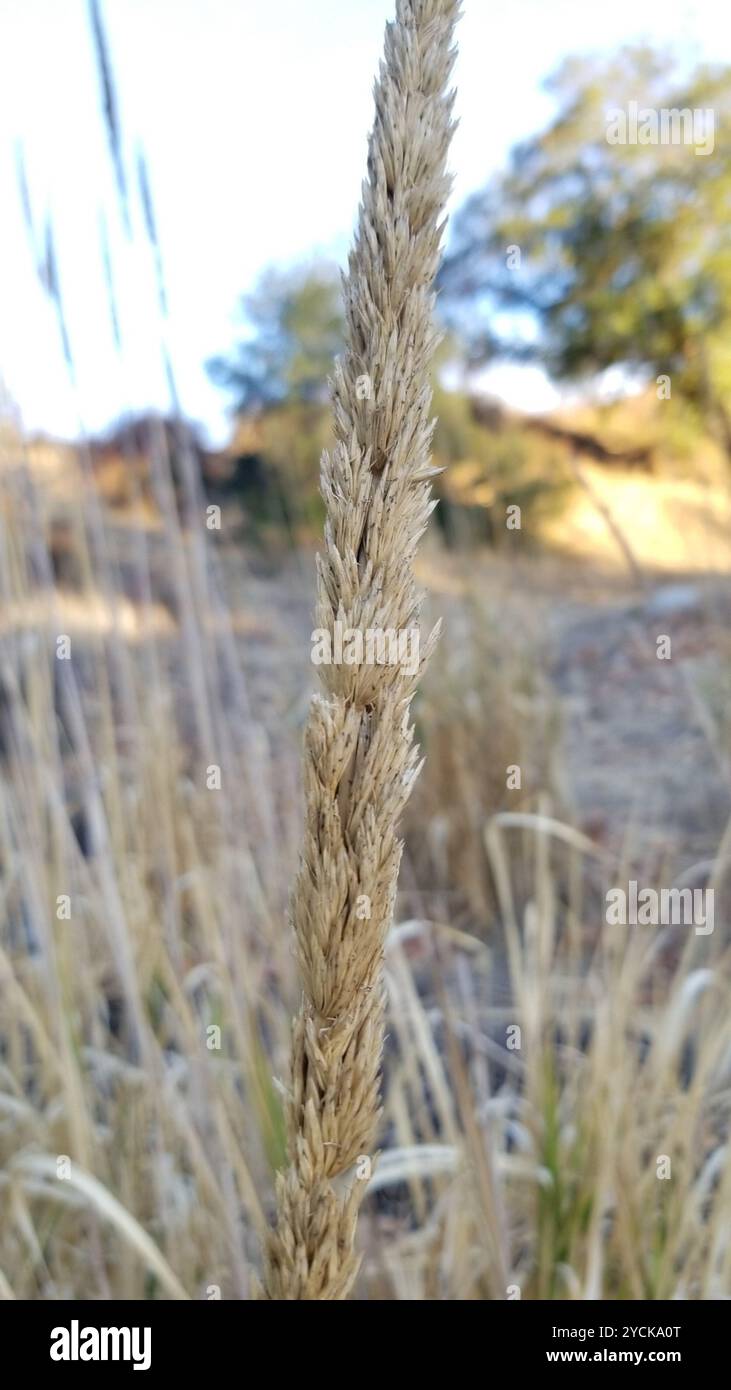 giant wild rye (Leymus condensatus) Plantae Stock Photo - Alamy
