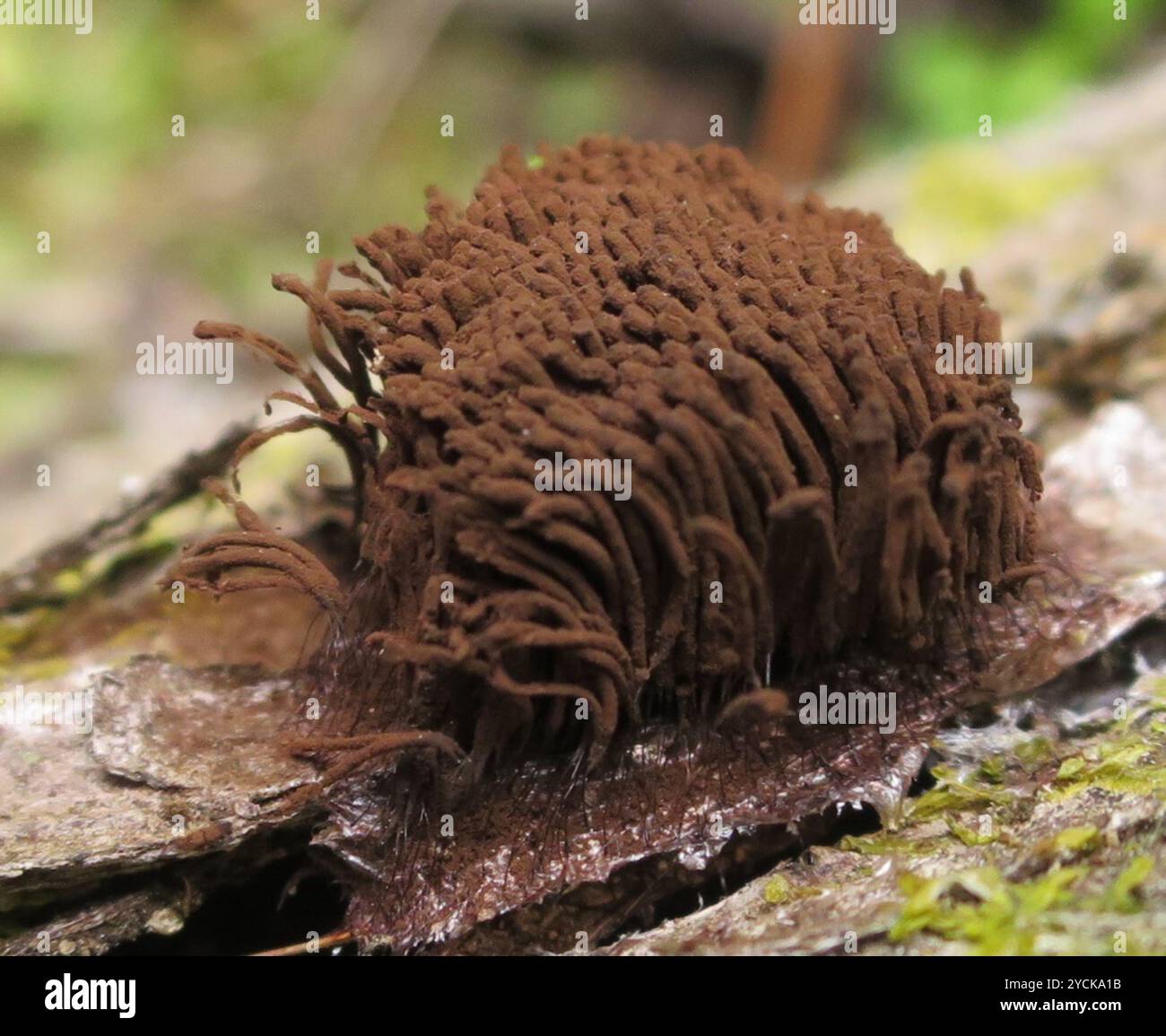 Chocolate Tube Slimes (Stemonitis) Protozoa Stock Photo - Alamy